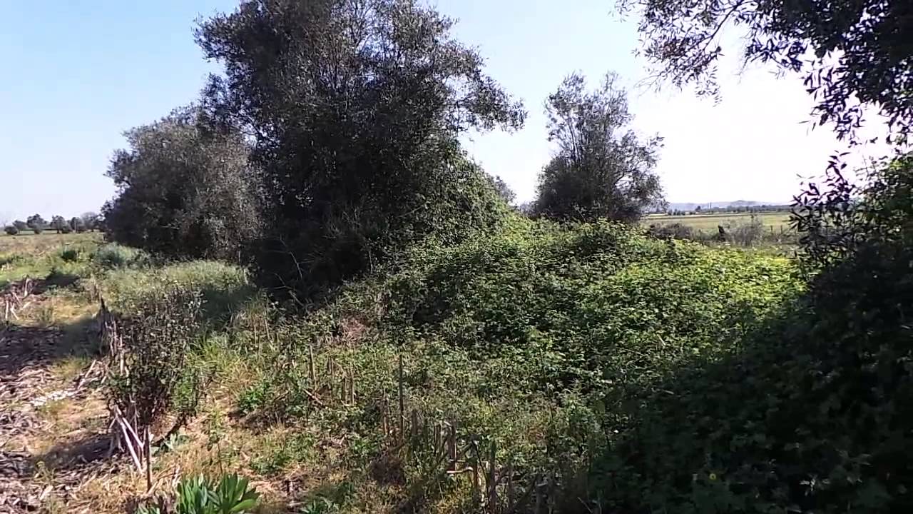 Sebes e árvores para uma boa protecção e refugio da fauna e flora ...